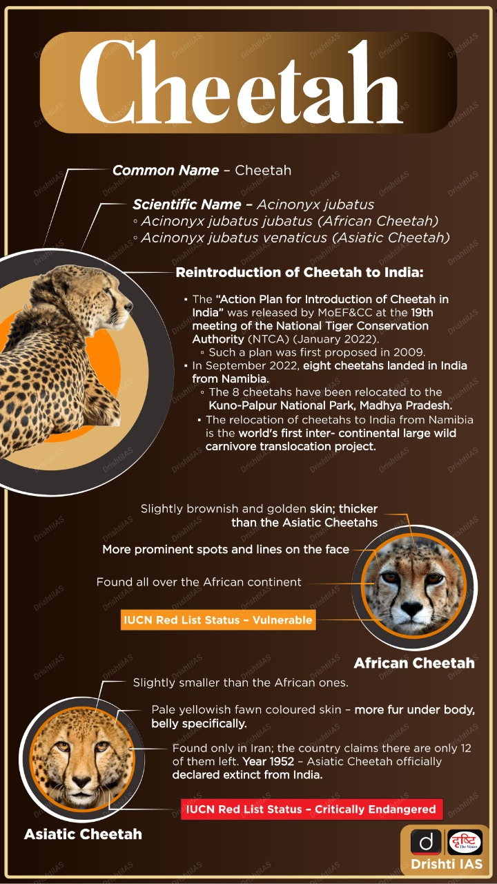 Northeast African Cheetah