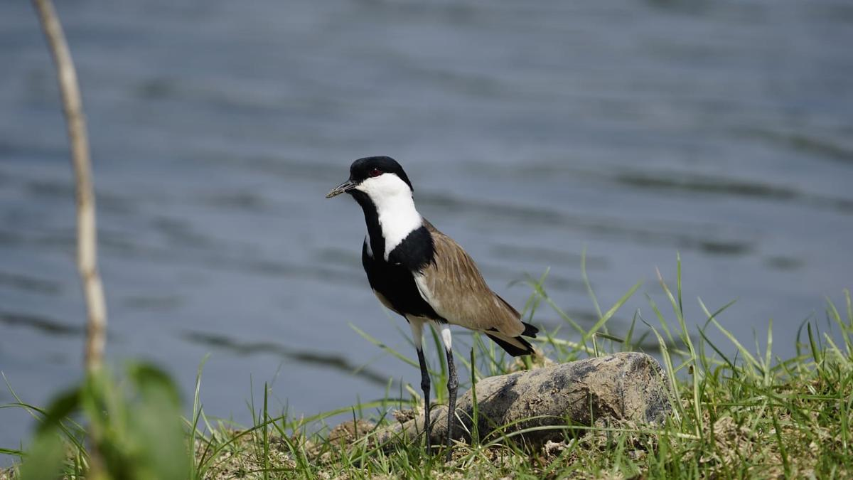 Spur-winged Lapwing