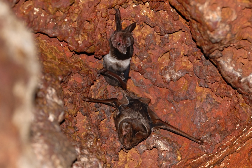 Wroughton’s Free-Tailed Bat