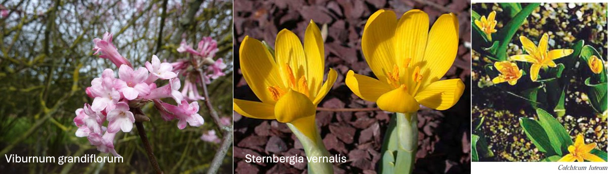 Kashmir’s Spring Blooms