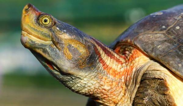 Red Crowned Roofed Turtle