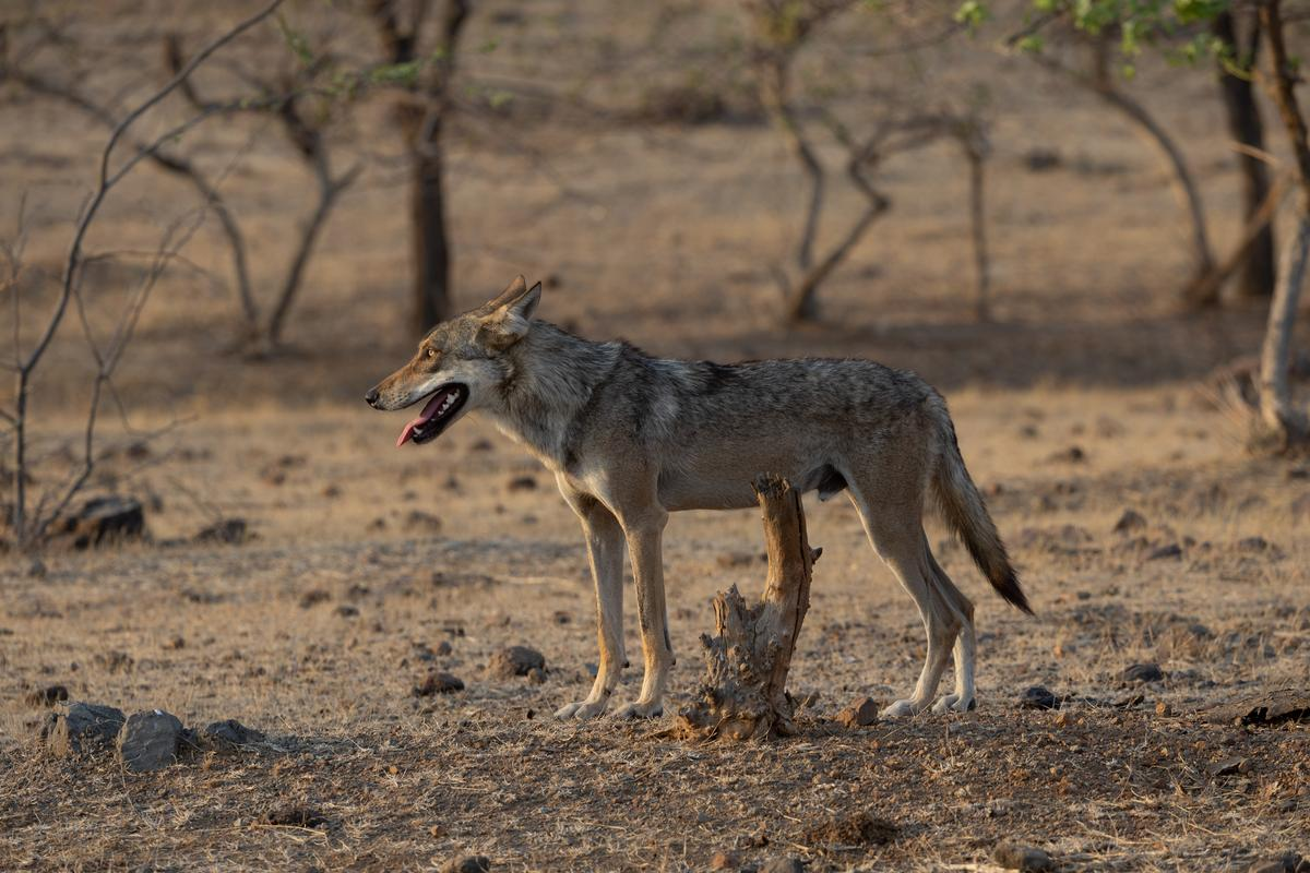 Indian Grey Wolf