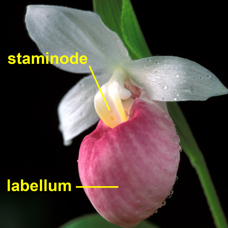 Lady’s-Slipper Orchid